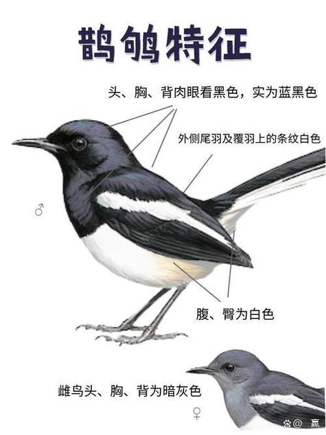 鹊鸲和喜鹊区别图标