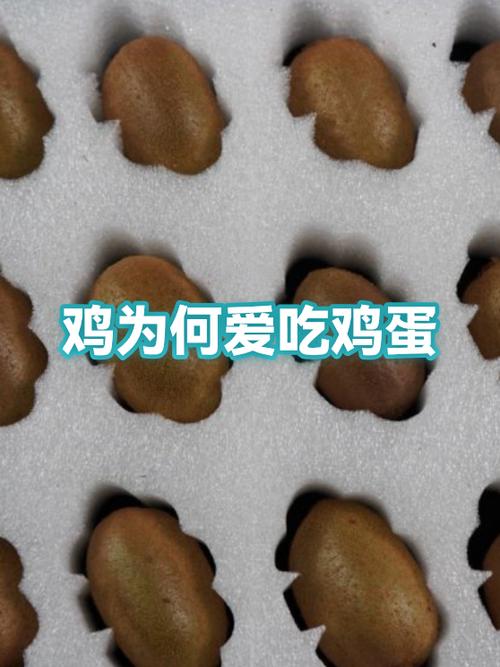 鸡吃鸡蛋是什么原因图标