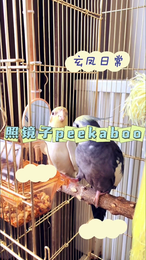 test bird图标