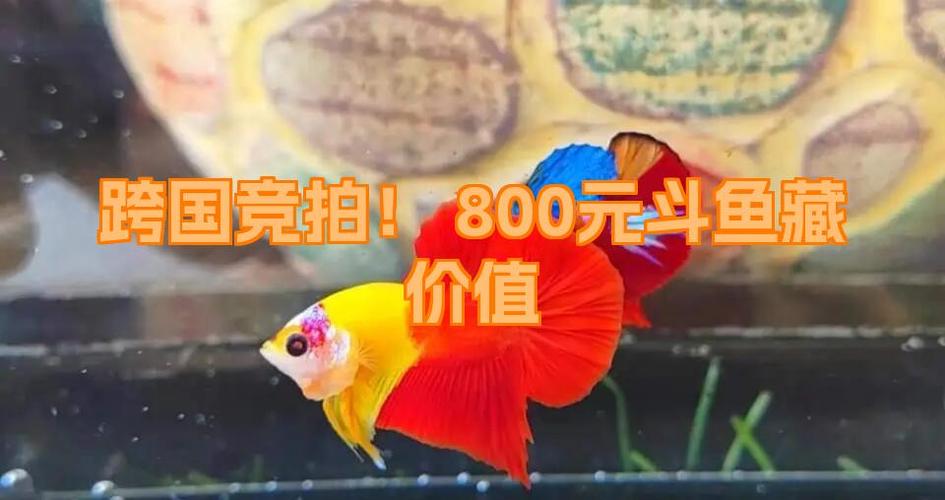 斗鱼一只多少钱图标