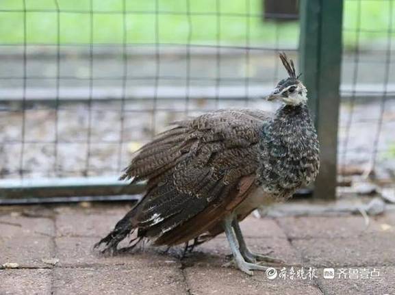 孔雀生宝宝