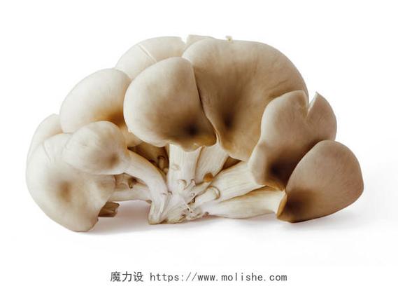 一颗颗蘑菇还是一个个蘑菇图标