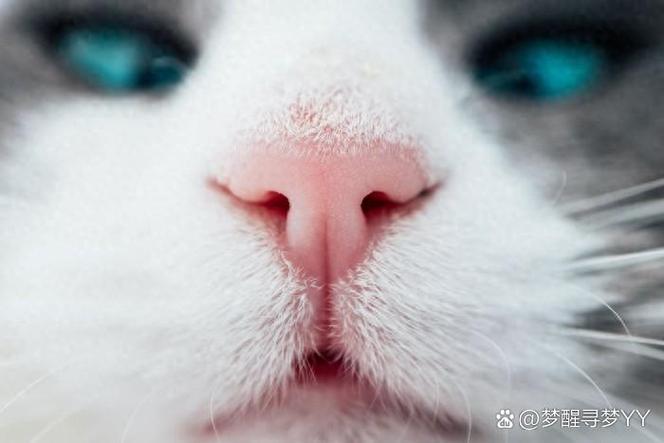 猫咪时不时抽一下是为什么图标