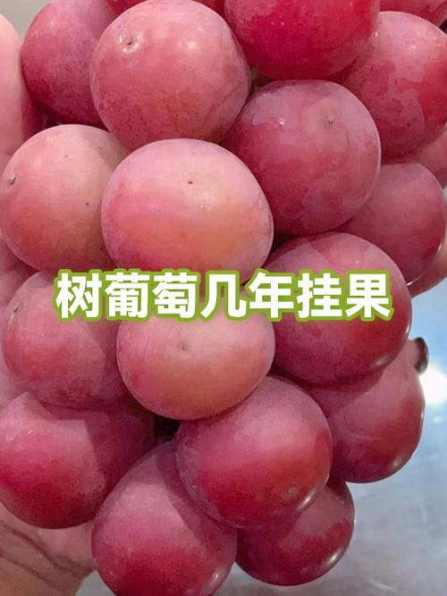树葡萄哪个品种最耐寒