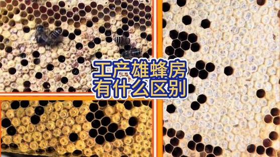 蜂巢和蜂房的区别截图