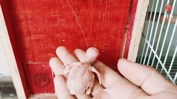 牡丹鹦鹉杂交后代图截图