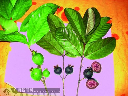 紫色石榴是什么品种截图