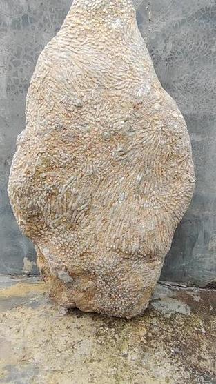 化石值钱吗?图标