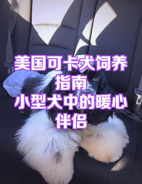 美卡犬属于什么档次图标
