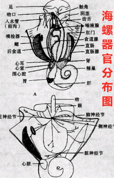 海螺器官图解截图