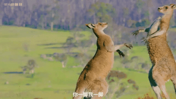 袋鼠赚钱app下载图标