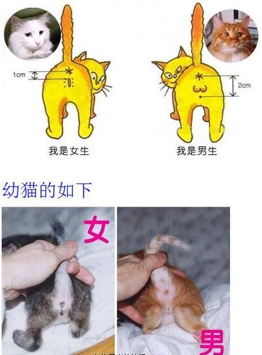 猫咪养公的还是母的截图