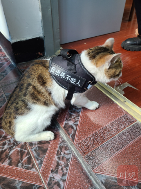 猫警察抓老鼠截图