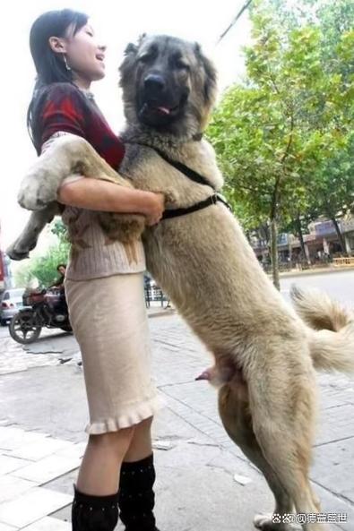 养狗旺主人吗