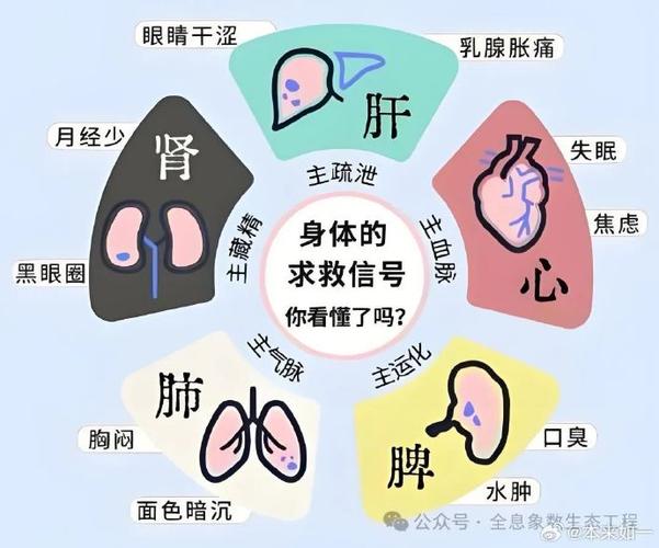 中医脏腑辨证图标