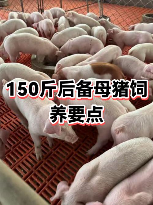 母猪纯养殖计划截图