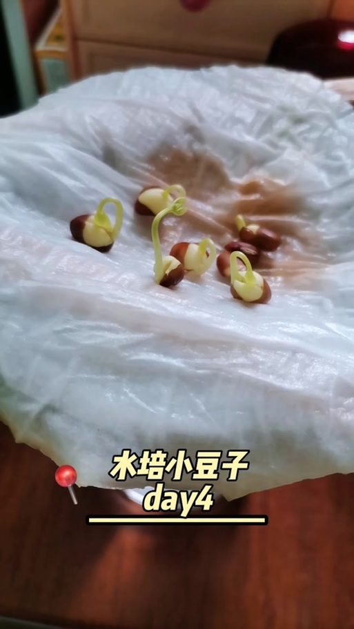 红豆发芽的过程