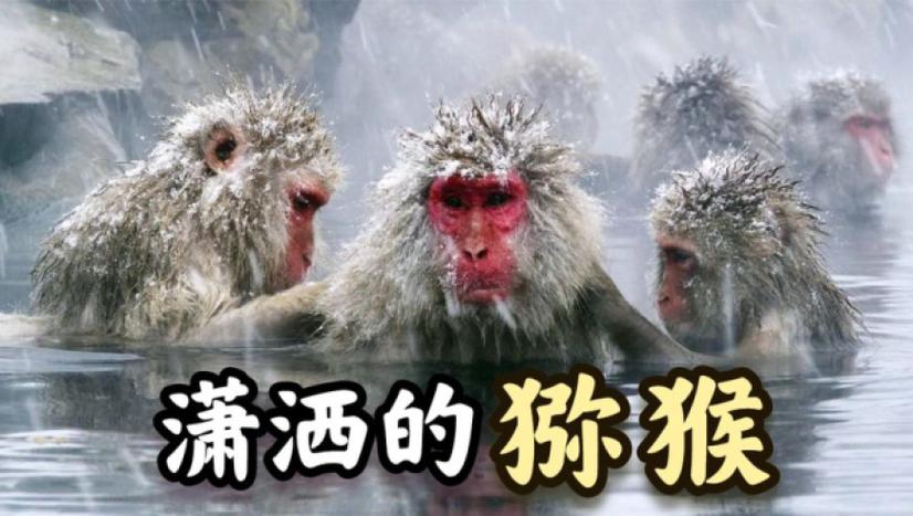 猴子进化金头陀多少元宝图标