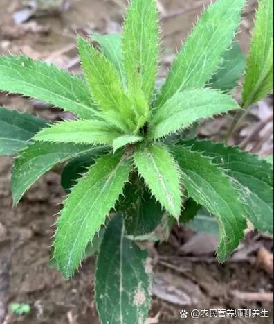 苍术的毒性有多强图标