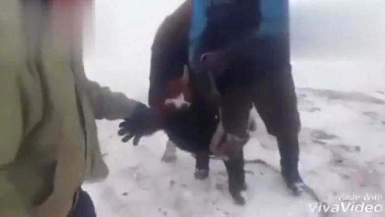 一拳能打死牛吗图标