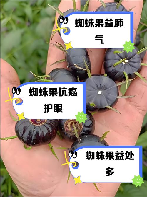 蜘蛛眼的食物用法图标