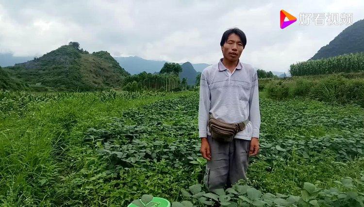摘毛豆日记200字图标