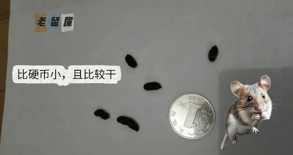 蟑螂的排泄物图片图标