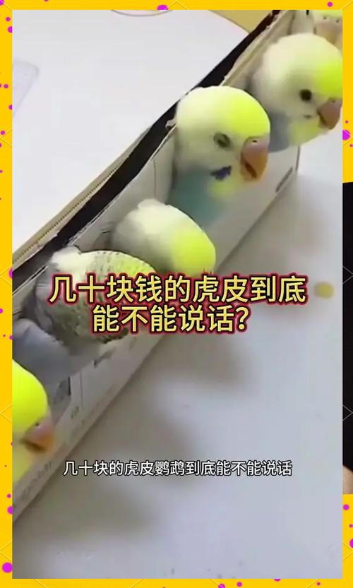 虎皮鹦鹉说话图标