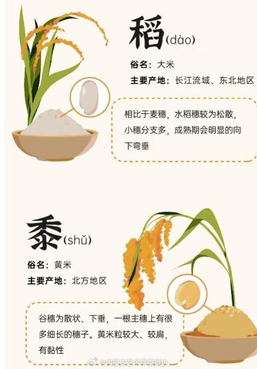 五谷包括哪五种图标