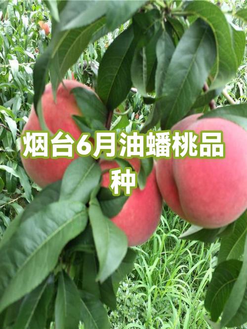 蟠桃几月份的最好吃图标