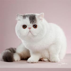 小体加菲猫是长不大吗图标