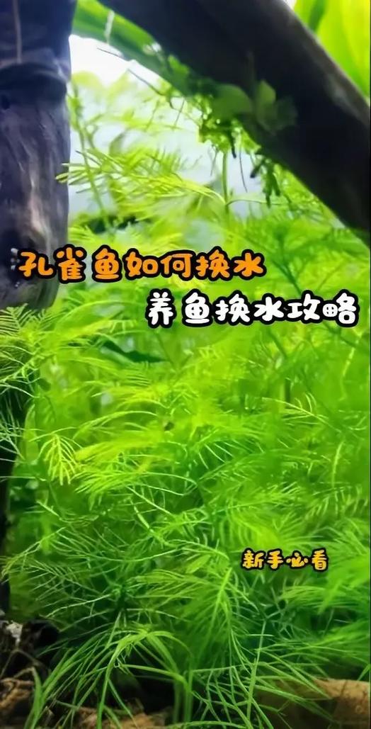 怎么知道鱼缸水质好不好图标