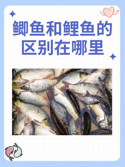 鲫鱼和鲤鱼哪个繁殖更快