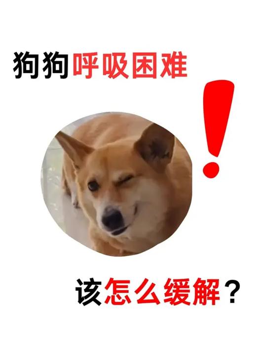 狗狗鼻子呼哧呼哧的像堵塞了一样