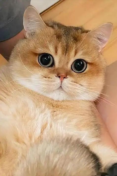 金渐层猫图标