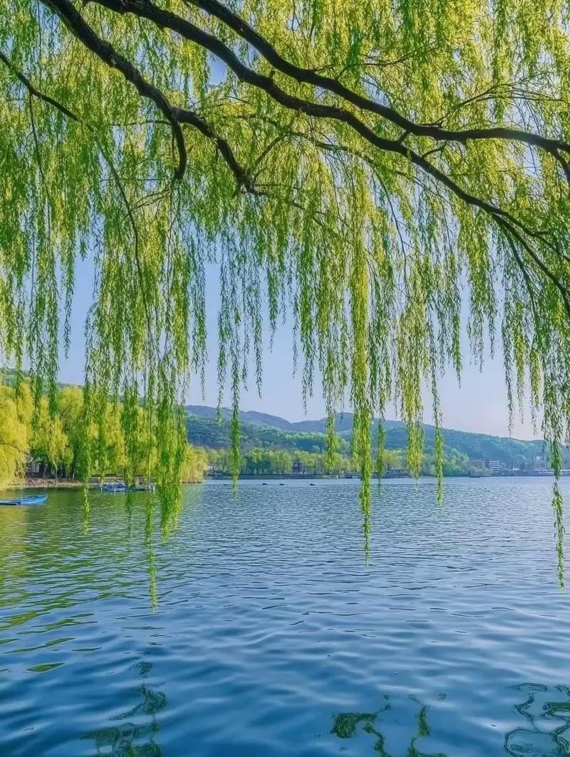 杨柳网红截图