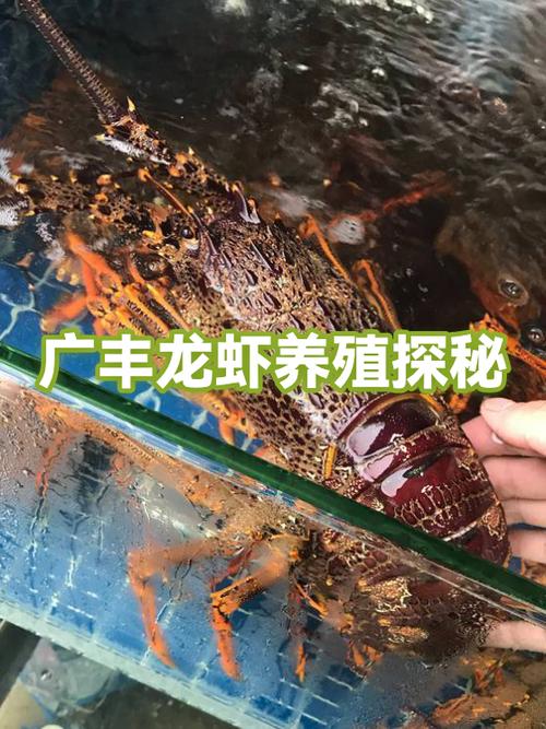 小龙虾养殖前景如何图标
