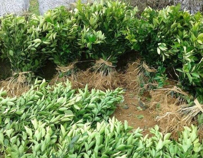 桔子种植技术过程视频图标