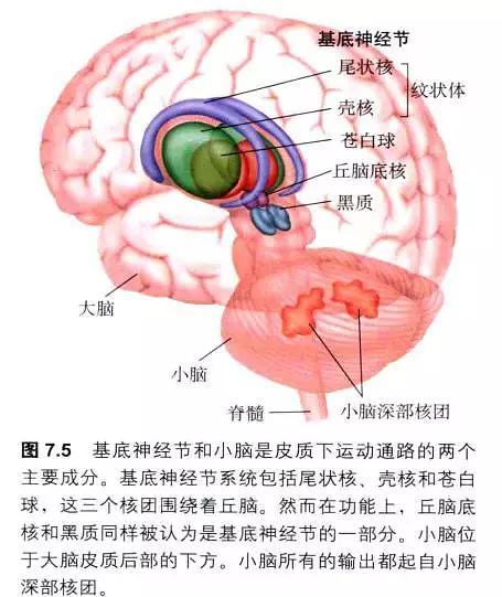 brain age test图标