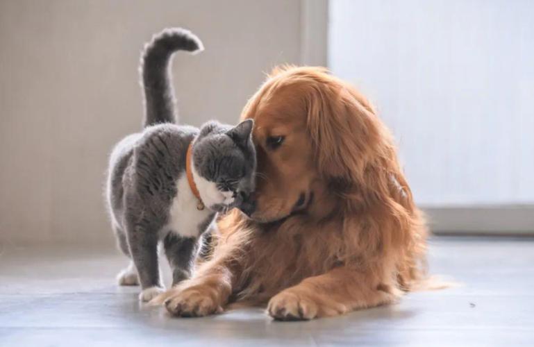 狗狗猫猫一起玩图标