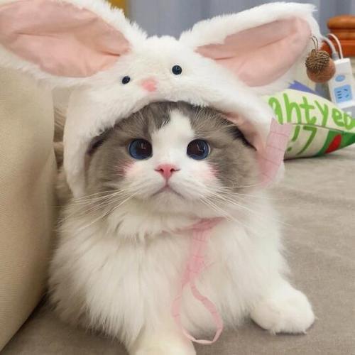 猫咪头图片图标