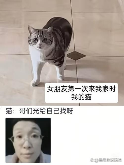 猫咪段子为什么登录不了截图