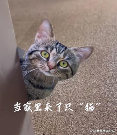 花猫画质助手9.5图标