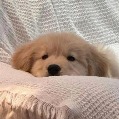 模糊狗狗头像情侣头像截图