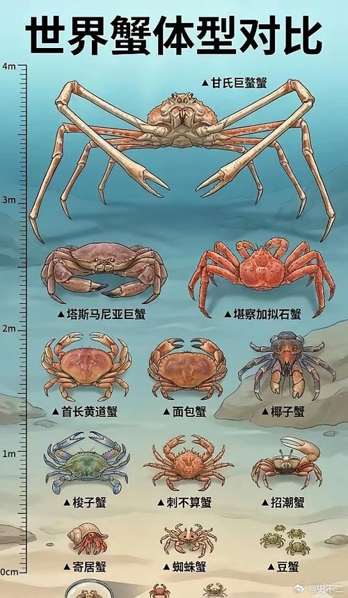 大螃蟹图片100张图标