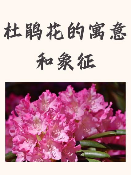 送杜鹃花代表什么含义图标