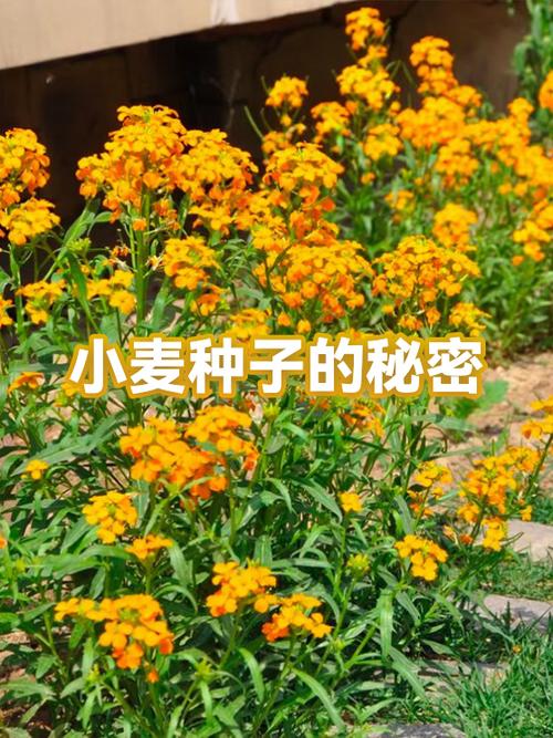 麦子的秘密2剧情解析