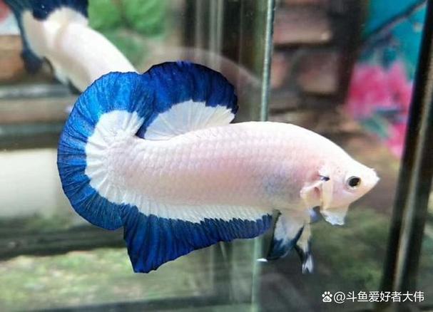 斗鱼官网图标