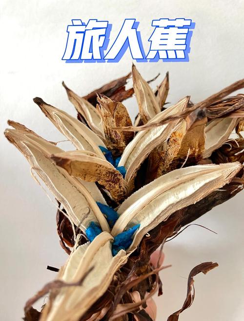 小米蕉变成万人迷图标