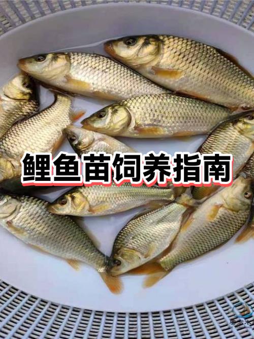适合锦鲤的水草品种截图